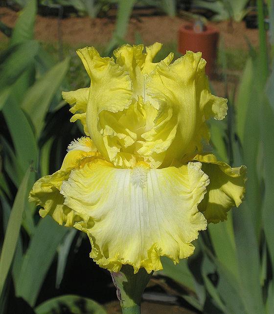 Photo of the bloom of Iris 'Sun Shine In' posted by Misawa77 - Garden.org
