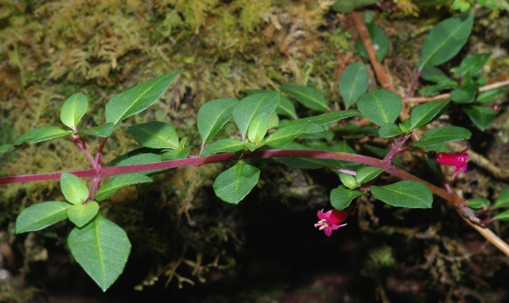 Photo of the leaves of Small Leaf Fuchsia (Fuchsia microphylla) posted ...