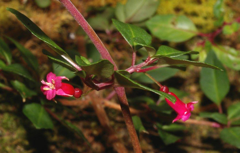 Photo of the stem, scape, stalk or bark of Small Leaf Fuchsia (Fuchsia ...