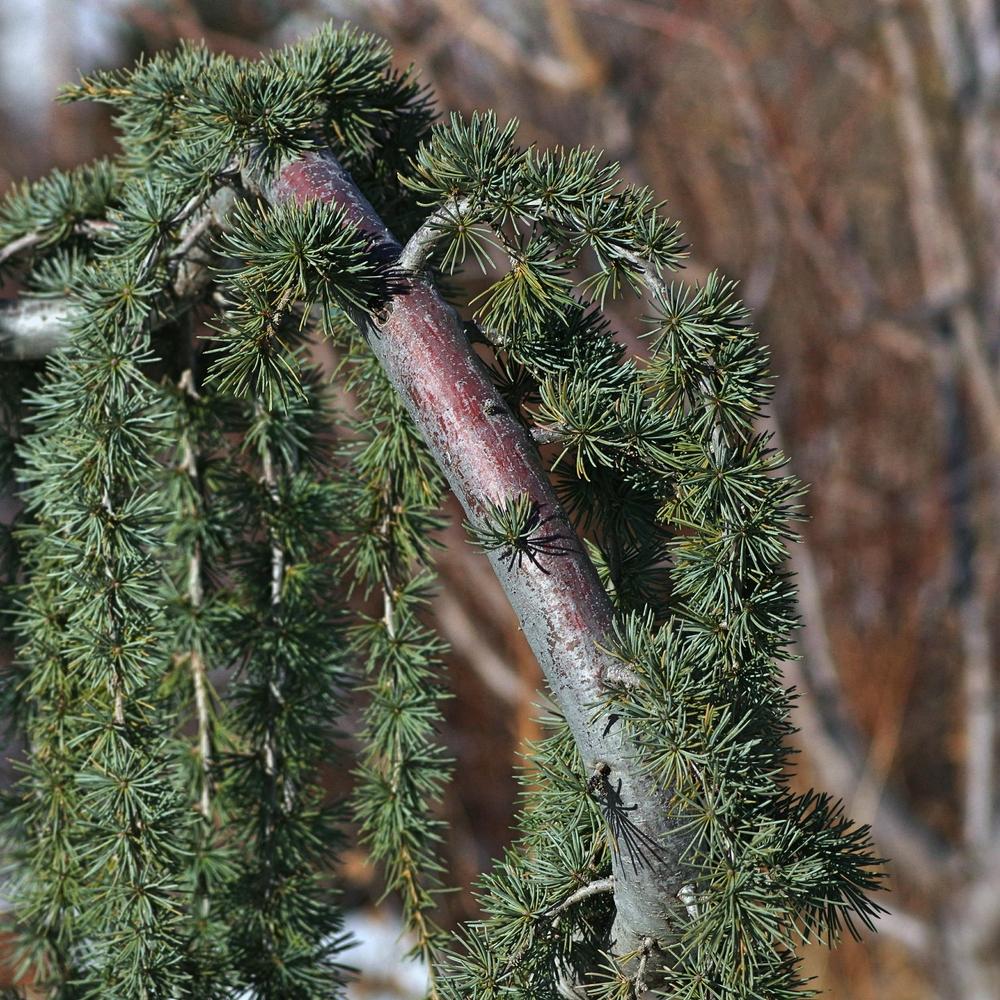 Photo of the stem, scape, stalk or bark of Weeping Blue Atlas Cedar ...