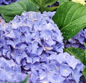 Bigleaf Hydrangea (Hydrangea macrophylla 'Sunset') in the Hydrangeas ...