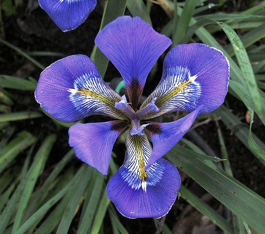 Species Iris (Iris unguicularis 'Dazzling Eyes') in the Irises Database ...