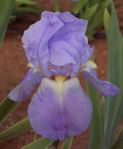 Photo of the bloom of Tall Bearded Iris (Iris 'Princess Beatrice ...