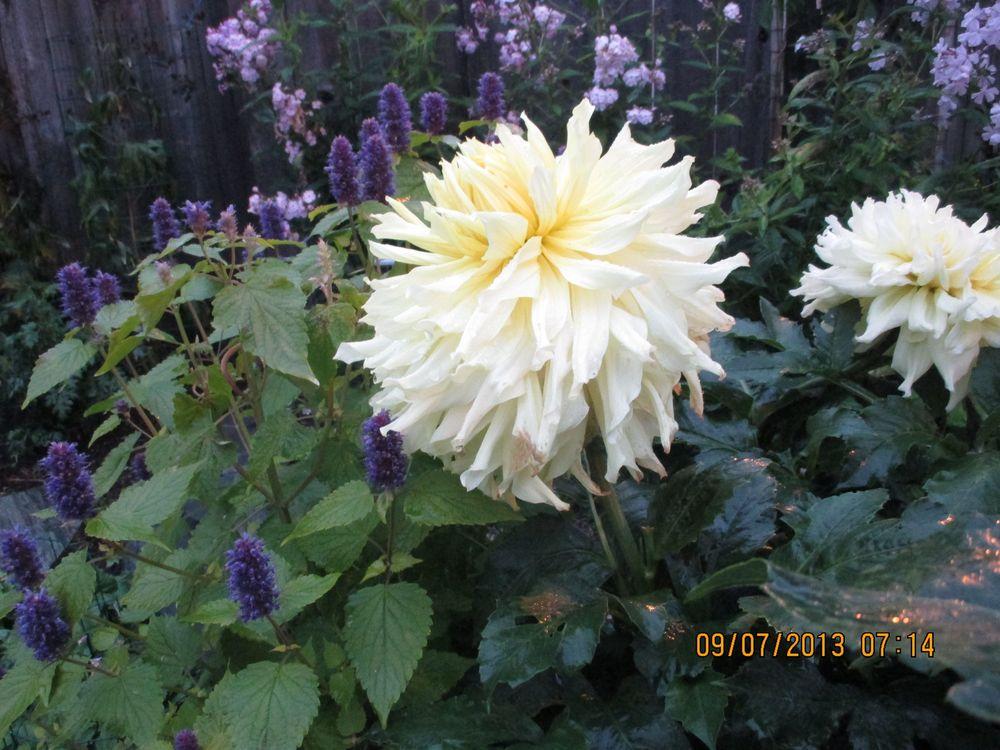 Photo of the bloom of Dahlia 'Ivory Palaces' posted by Oberon46 ...