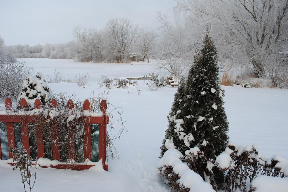 Celebration of Midwestern Winter Gardens in the Midwest Gardening forum ...