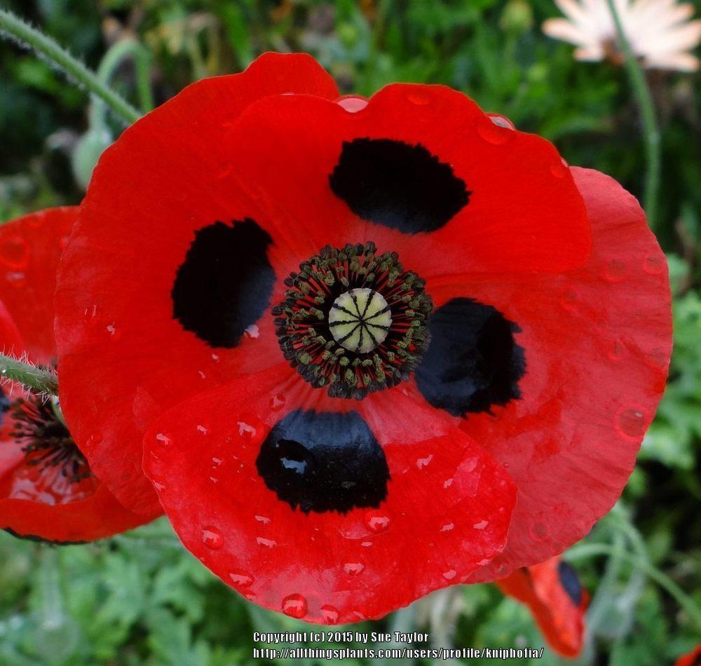 Poppy (Papaver commutatum 'Ladybird') in the Poppies Database - Garden.org