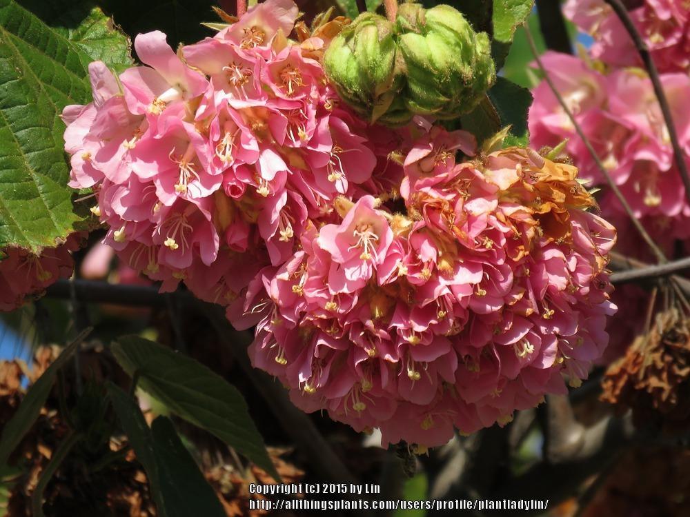 Photo of the bloom of Tropical Hydrangea (Dombeya wallichii) posted by ...
