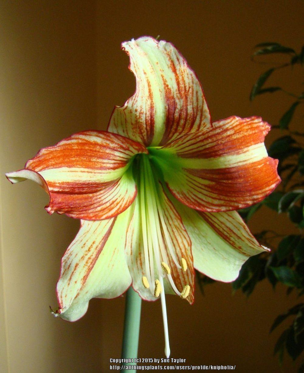 Photo of the bloom of Amaryllis (Hippeastrum Sonatini™ Viridi Rascal ...
