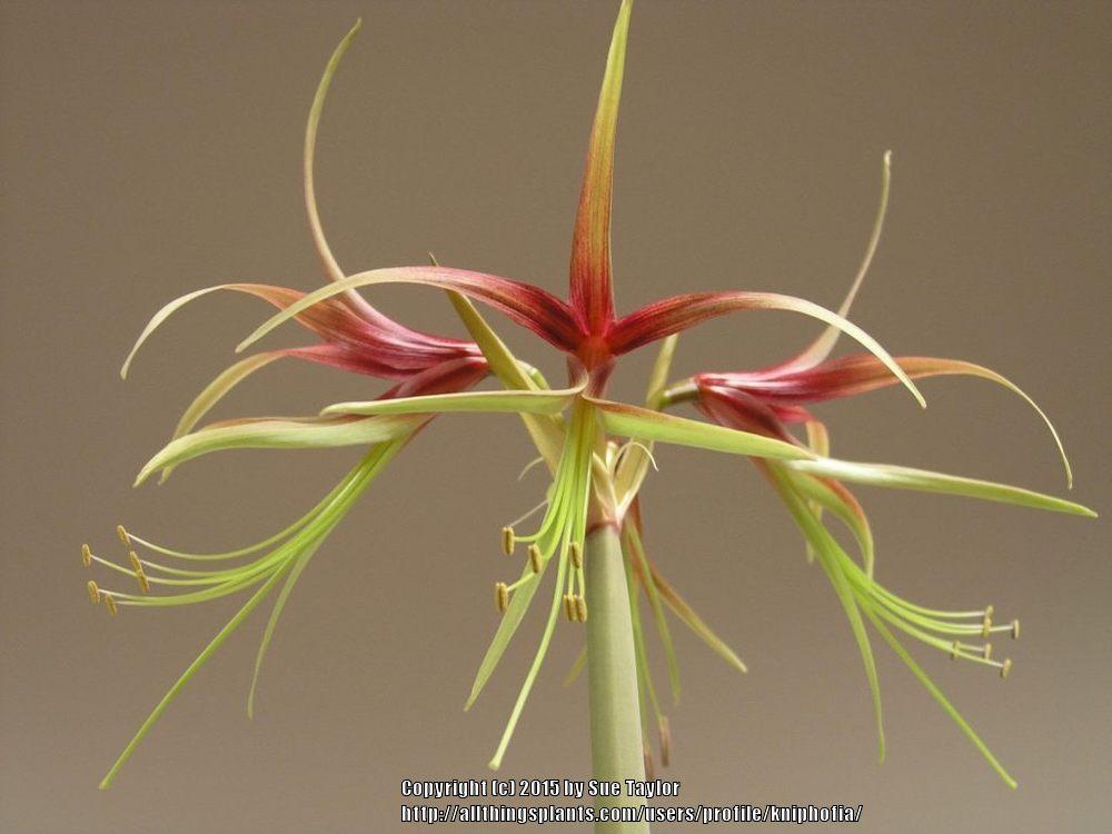 Photo of the bloom of Amaryllis (Hippeastrum cybister 'Chico') posted ...