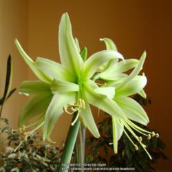 Amaryllis (Hippeastrum 'Evergreen') in the Amaryllis Database - Garden.org
