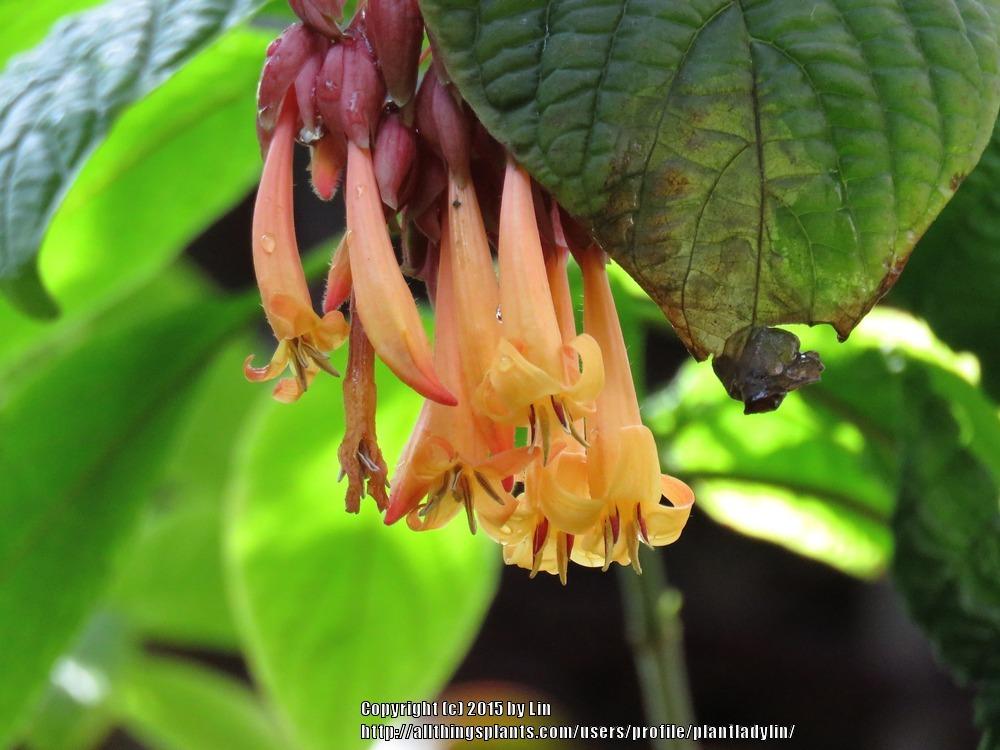 Golden Fuchsia (Deppea splendens 'Augusten') - Garden.org