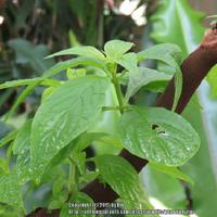 Photo of the leaves of Golden Fuchsia (Deppea splendens 'Augusten ...