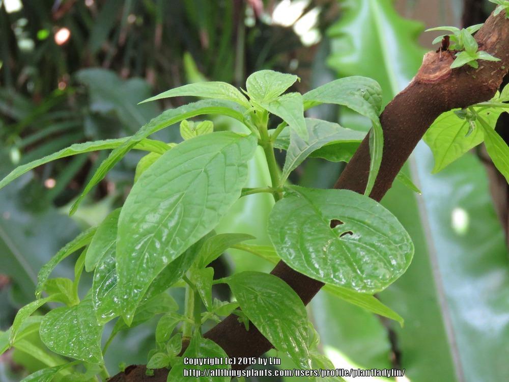 Photo of the leaves of Golden Fuchsia (Deppea splendens 'Augusten ...