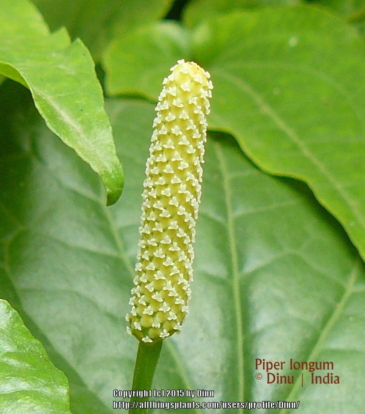 Thai Long Pepper (Piper longum) - Garden.org