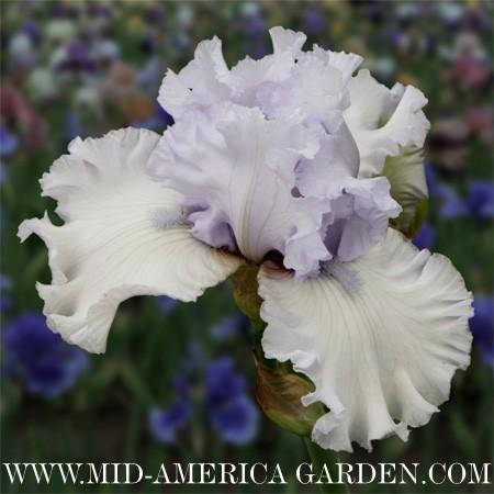 Photo of the bloom of Tall Bearded Iris (Iris 'Absolute Zero') posted ...