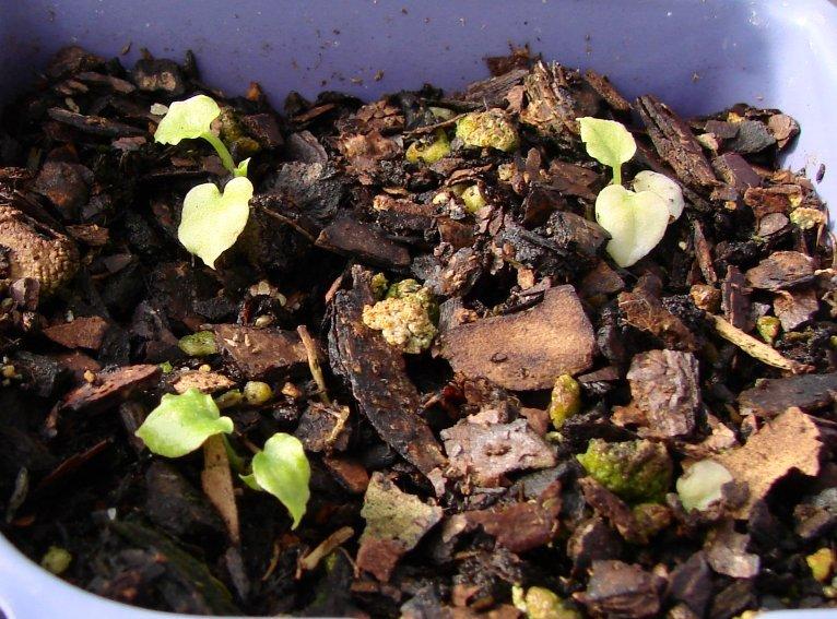 Caladium Seeds! in the Tropicals forum - Garden.org