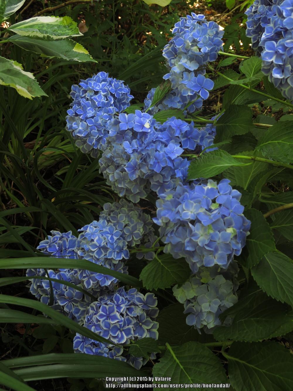 Hydrangea (Hydrangea macrophylla 'Morning Glow') in the Hydrangeas ...