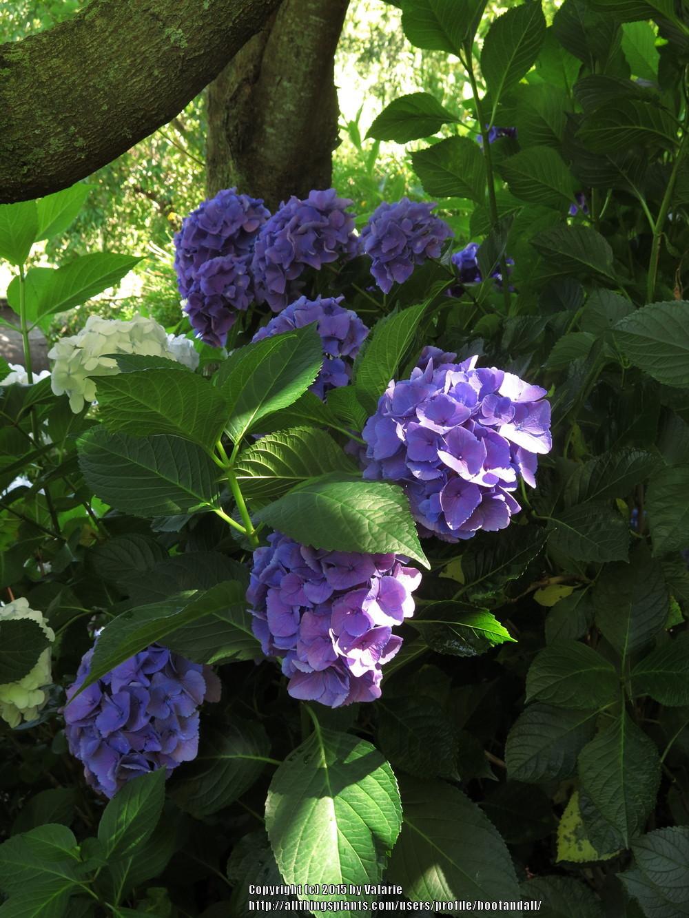 Hydrangea (Hydrangea macrophylla 'Venice') in the Hydrangeas Database ...