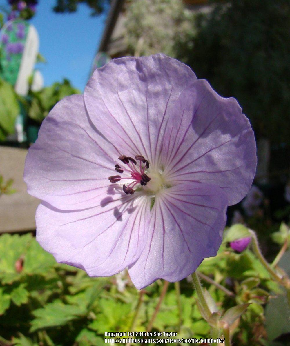 Geranium 'Lilac Ice' in the Geraniums Database - Garden.org