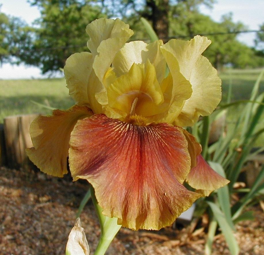 Arilbred Iris (Iris 'El Gigante') in the Irises Database - Garden.org