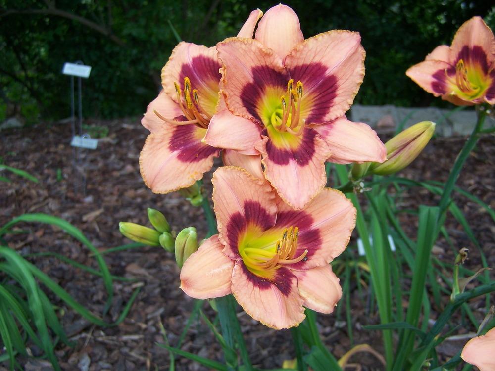 Photo of the bloom of Daylily (Hemerocallis 'Wineberry Candy') posted ...