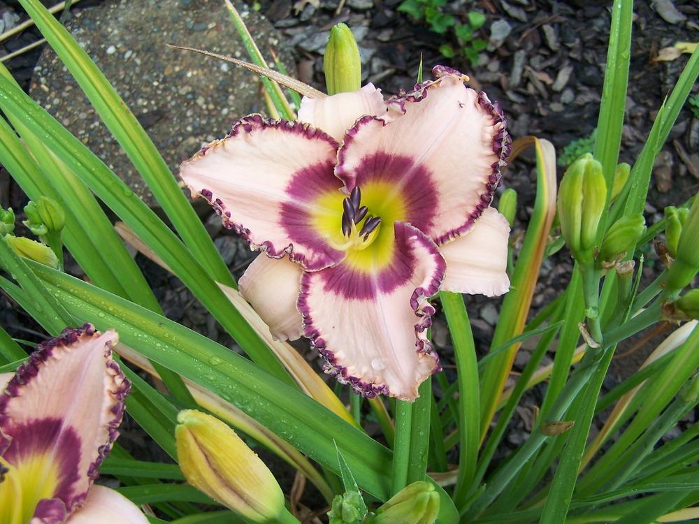 Photo of the entire plant of Daylily (Hemerocallis 'Cryptic Message ...