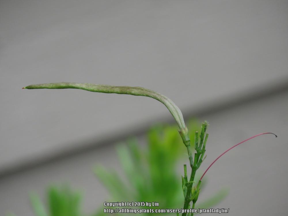 Photo of the seed pods or heads of Cape Honeysuckle (Tecoma capensis ...