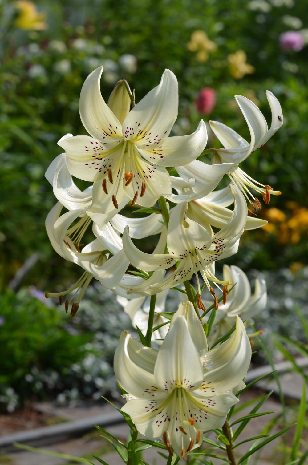 Photo of the bloom of Lily (Lilium 'Sweet Surrender') posted by Anne ...