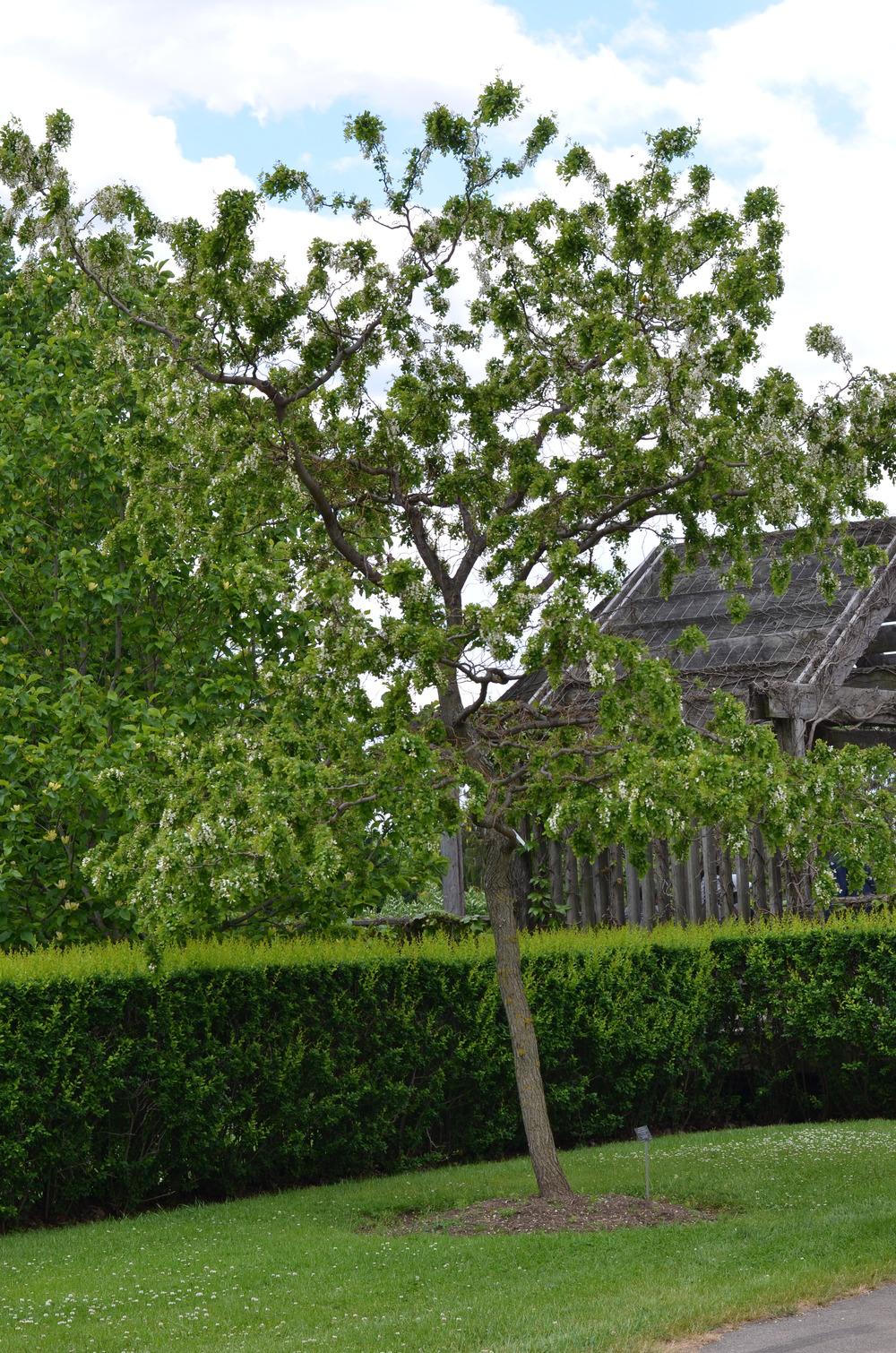 Twisty Baby Dwarf Locust Tree