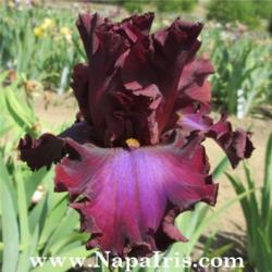 Photo of the bloom of Tall Bearded Iris (Iris 'Ruby Red Dress') posted ...