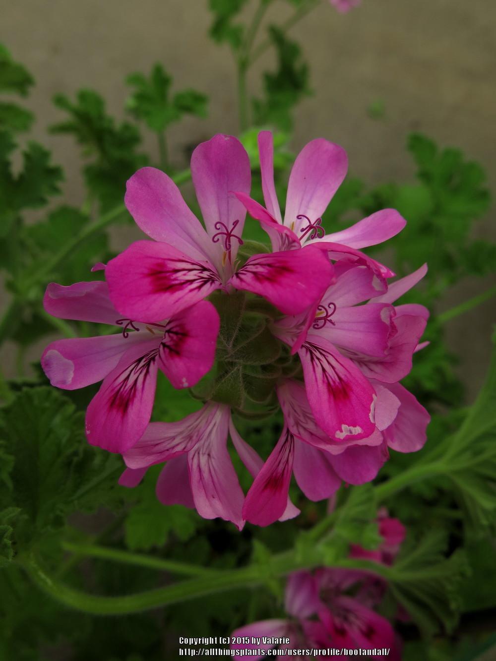 Rose-Scented Geranium (Pelargonium capitatum) in the Pelargoniums ...
