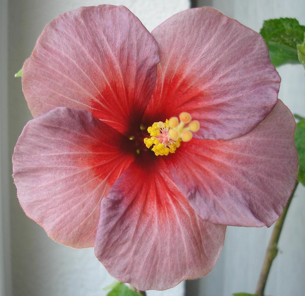 Tropical Hibiscus (Hibiscus rosa-sinensis 'Persephone') in the Tropical ...