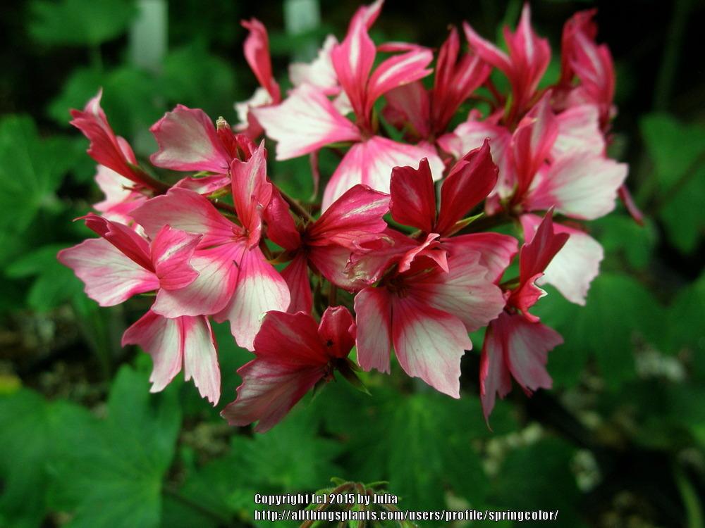 Fish Geranium (Pelargonium x hortorum Fireworks® Bicolor) in the ...