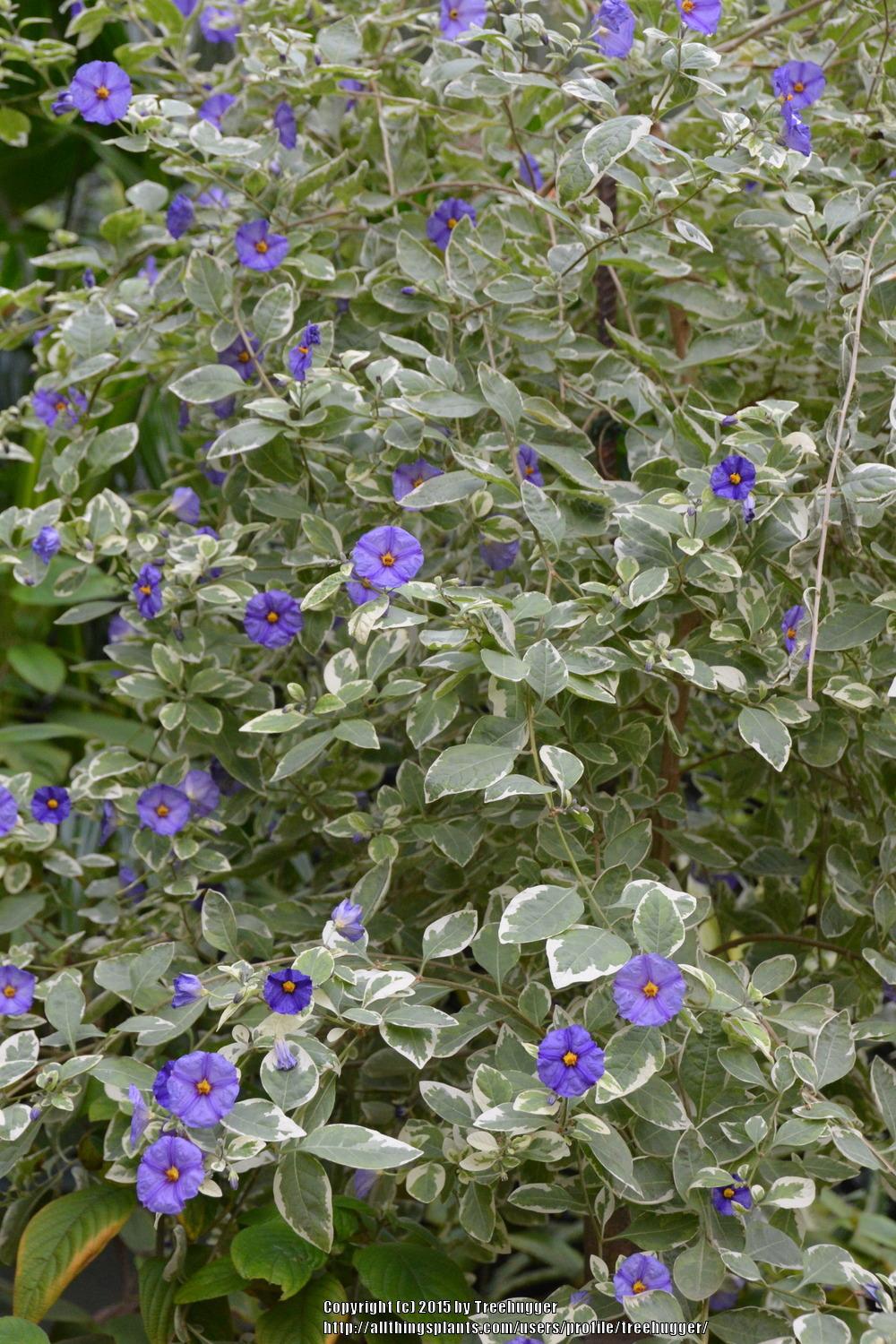 Blue Potato Bush (Lycianthes rantonnetii 'Variegata') - Garden.org