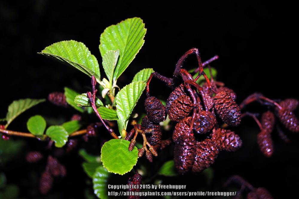 Mountain Alder (Alnus alnobetula subsp. crispa) - Garden.org