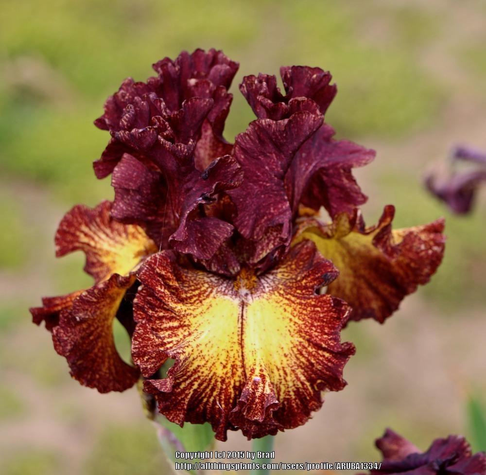 Photo of the bloom of Tall Bearded Iris (Iris 'Fire Danger') posted by ...