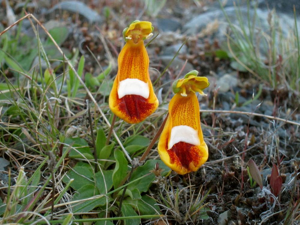 Photo of the entire plant of Darwin's Slipper (Calceolaria uniflora ...