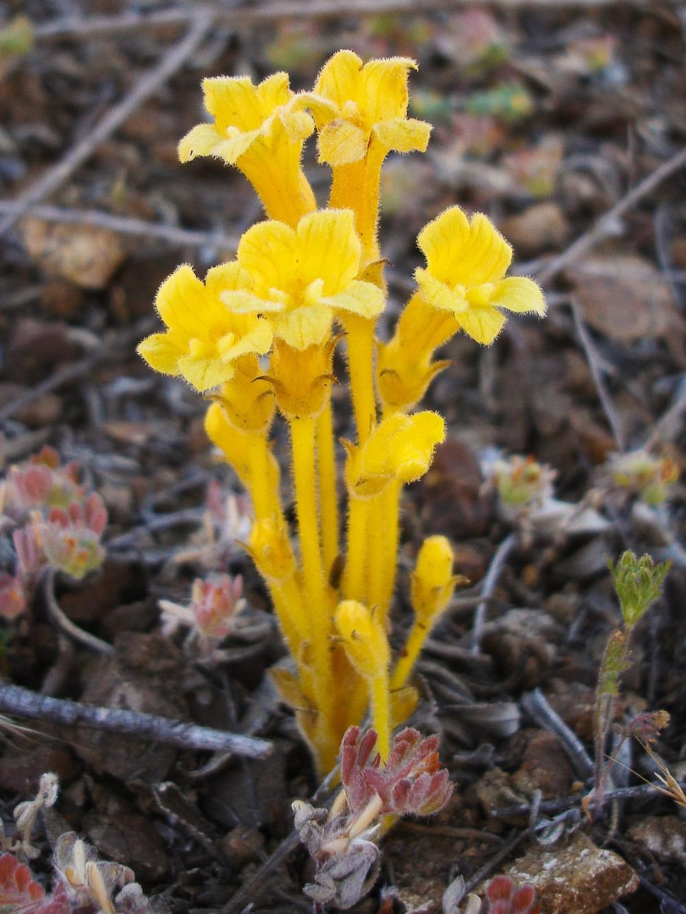 Cancer Root (Orobanche fasciculata) - Garden.org