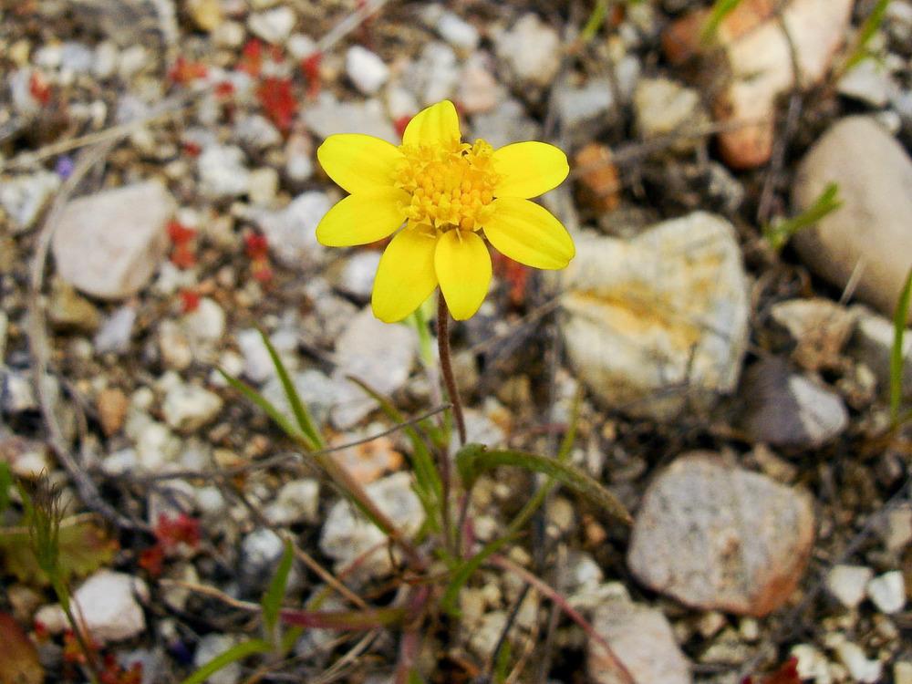 Photo of the entire plant of California goldfields (Lasthenia ...