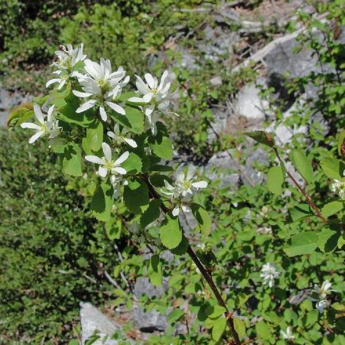 Utah Serviceberry (Amelanchier utahensis) - Garden.org