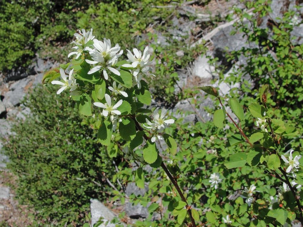 Utah Serviceberry (Amelanchier utahensis) - Garden.org