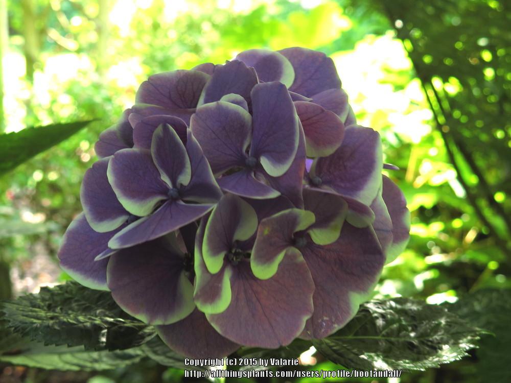 Hydrangea (Hydrangea macrophylla 'Mars') in the Hydrangeas Database ...