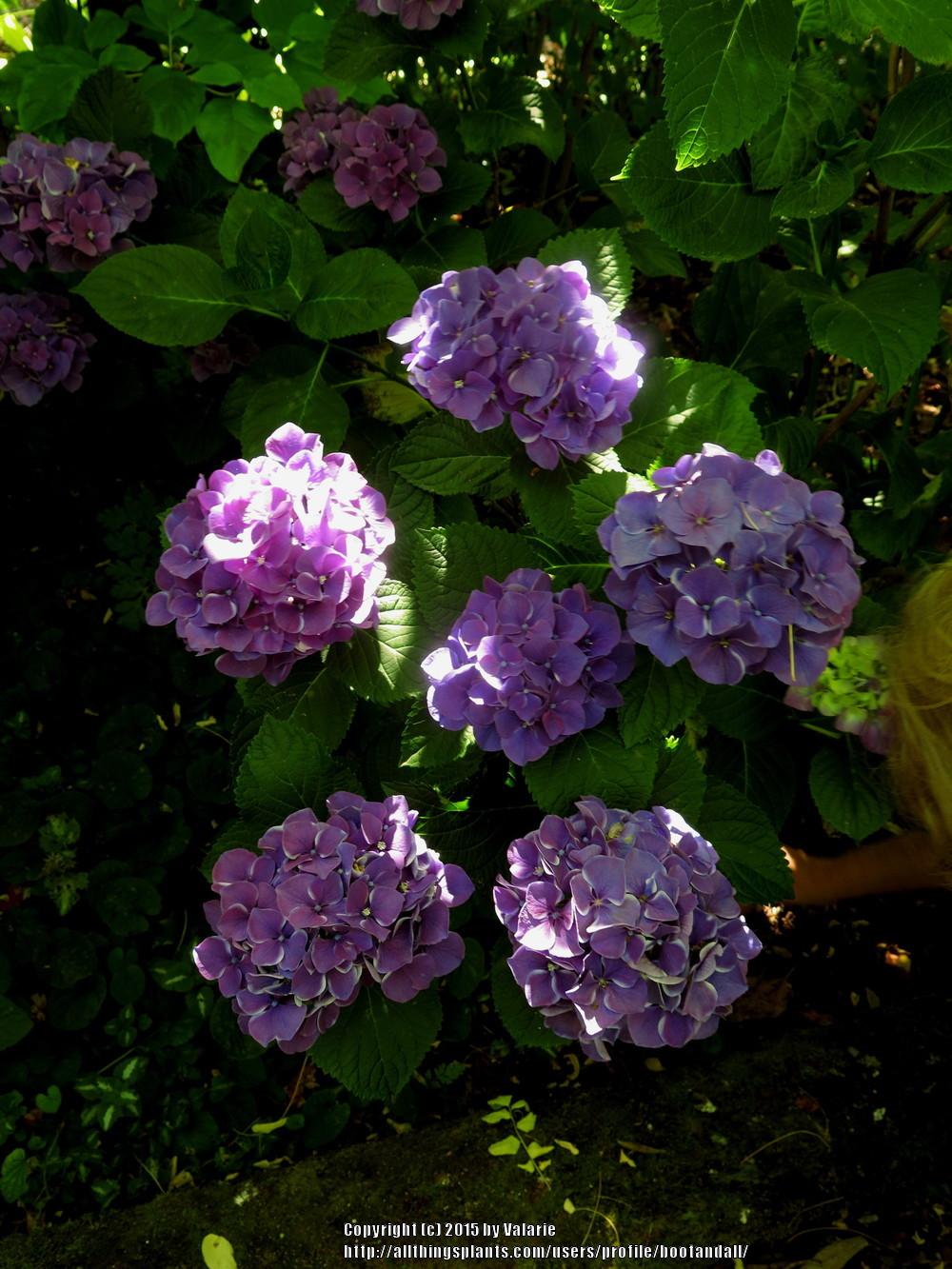 Hydrangea (Hydrangea macrophylla Star Line™ Saturn) in the Hydrangeas ...
