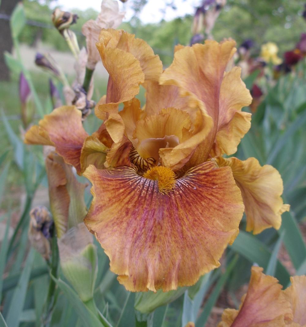 Tall Bearded Iris (Iris 'Crimson Tiger') in the Irises Database ...