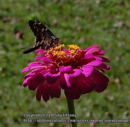 Double Zinnia (Zinnia 'Giant Violet Queen') - Garden.org