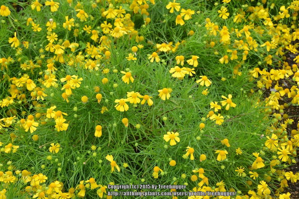 Helenium (Helenium amarum 'Dakota Gold') - Garden.org