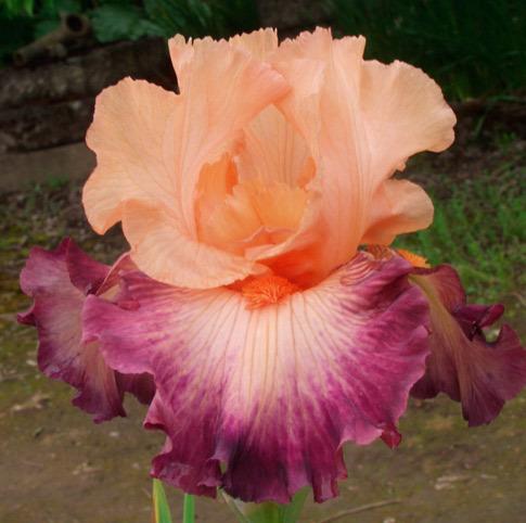 Photo of the bloom of Border Bearded Iris (Iris 'Wisecrack') posted by ...