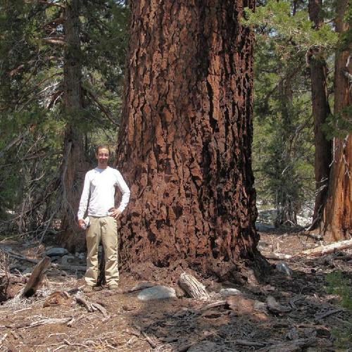 California Red Fir (Abies magnifica var. magnifica) - Garden.org