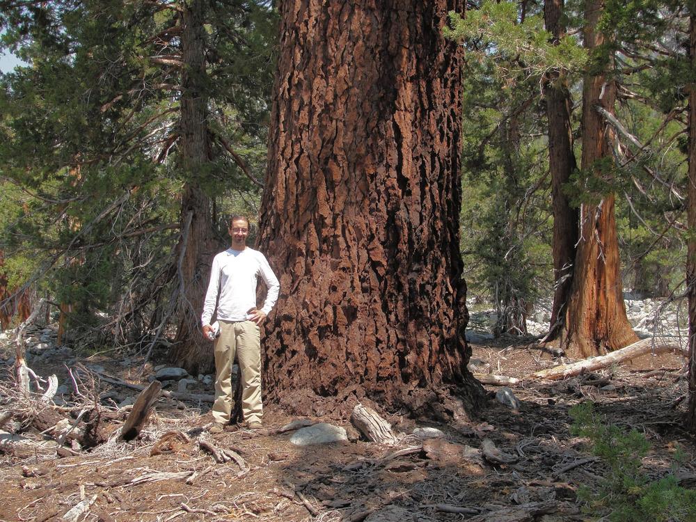 California Red Fir (Abies magnifica var. magnifica) - Garden.org