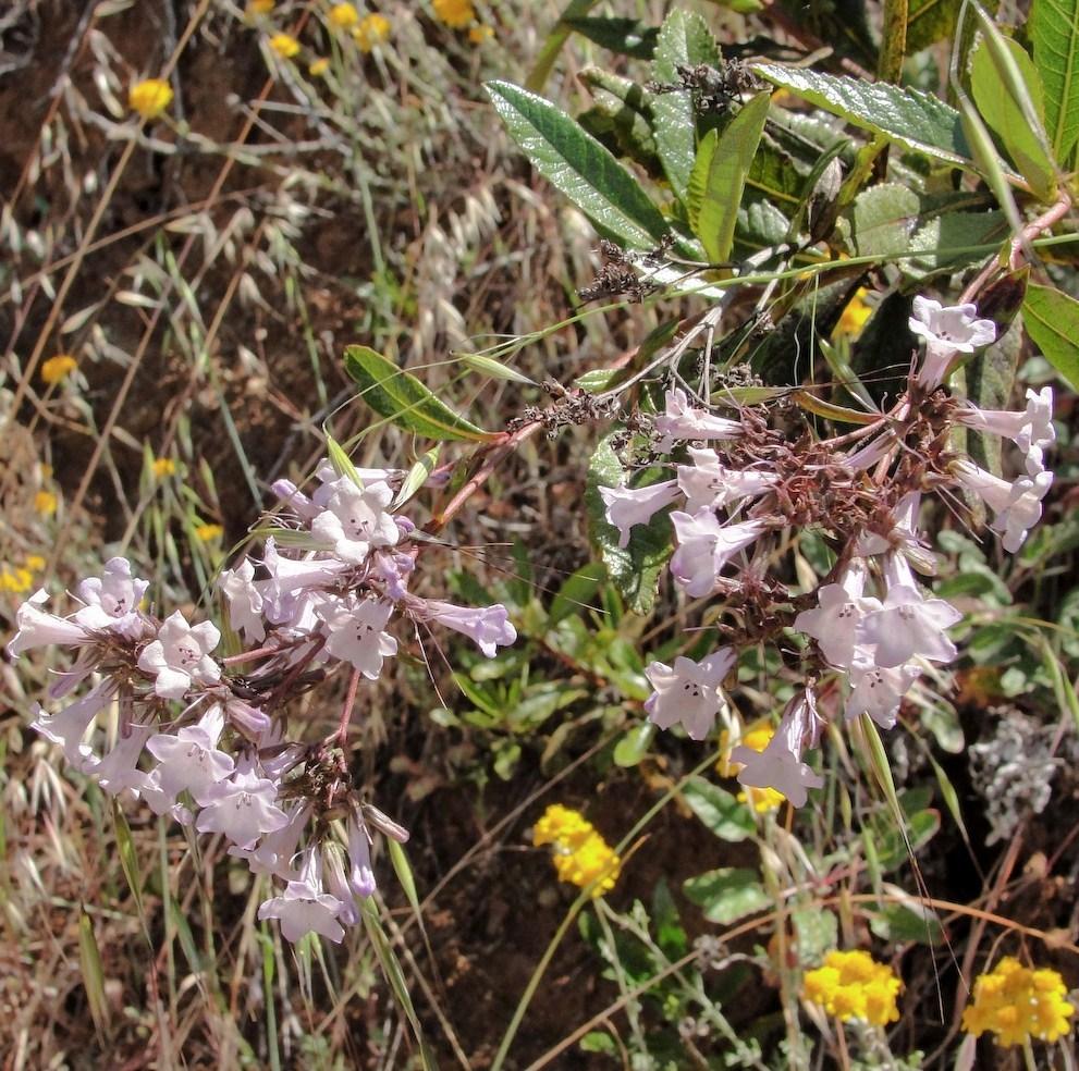 Photo of the bloom of Yerba Santa (Eriodictyon californicum) posted by ...